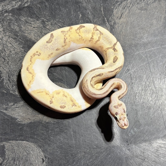 Wholesale Group Auction Ball Python by Morphologix LLC