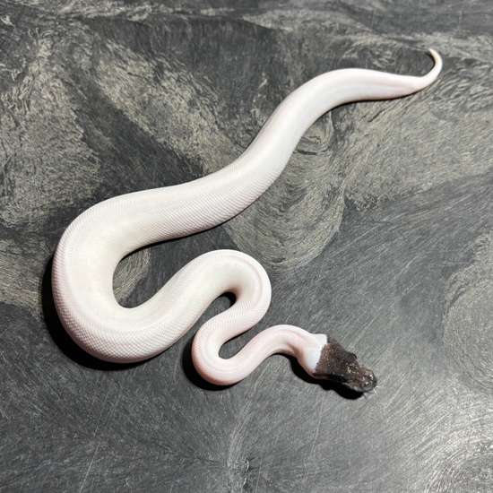 Panda/8 Ball Pied Ball Python by Morphologix LLC