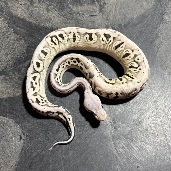Pewter Cryptic Desert Ghost (Poss Harlequin, YB) Ball Python by ...