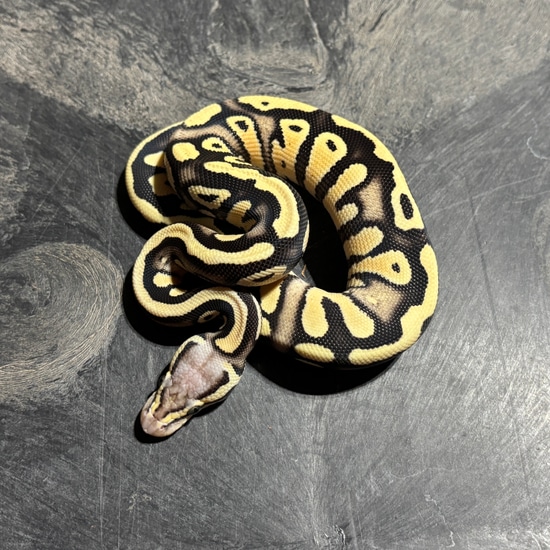 Pastel Harlequin DG Het Clown 66% Het Pied Ball Python by Morphologix LLC