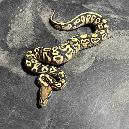 Hurricane YB Desert Ghost Ball Python by Morphologix LLC