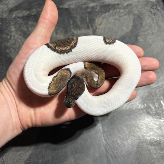 Blackhead Mojave Pied Ball Python by Morphologix LLC