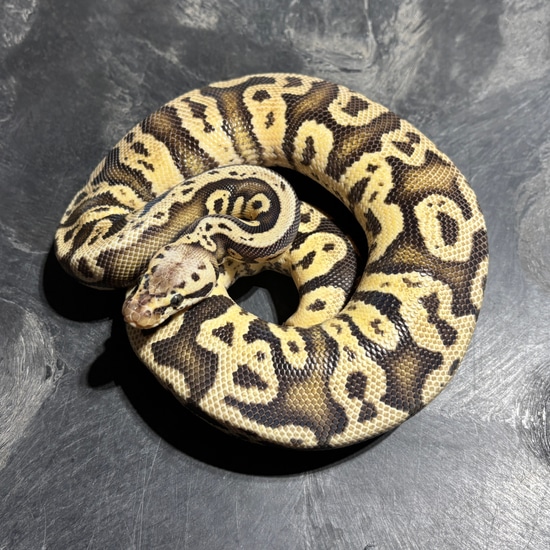 Confusion Firefly Het Clown Ball Python by Morphologix LLC