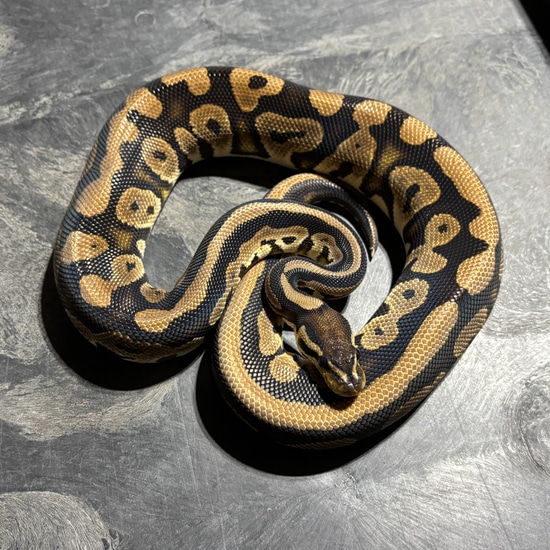 OD Harlequin Cinnamon Dbl Het DG Cryptic (Amur Line) RTB! Ball Python by Morphologix LLC