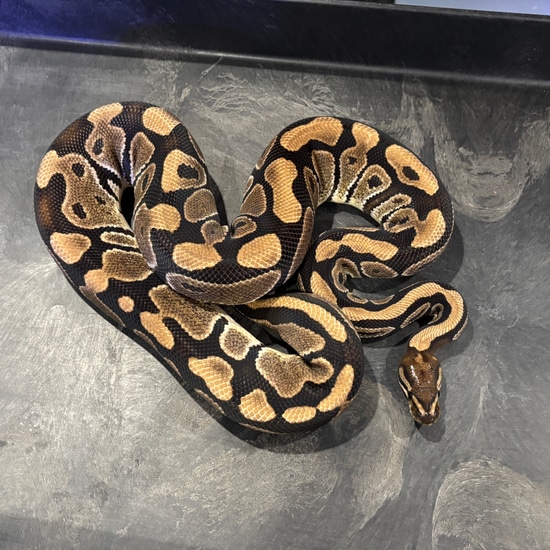Dbl Het DG Clown (Proven Breeder!) Ball Python by Morphologix LLC