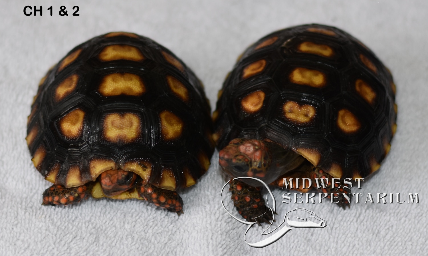 Cherry Head Red Foot Tortoises Red-footed Tortoise by Midwest ...