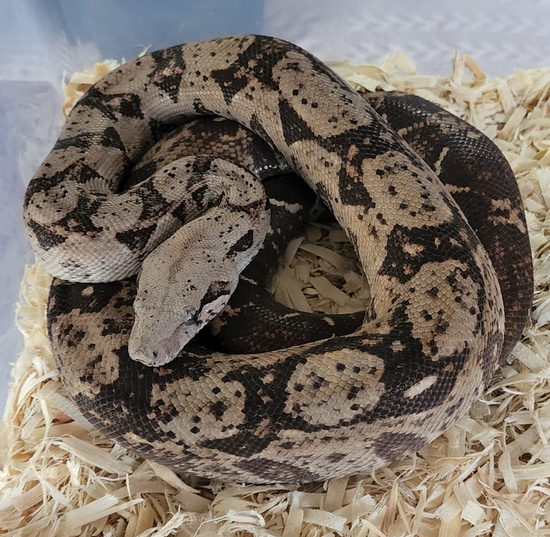 2019 Male BCI Costa Rican T+ Boa Constrictor by Midwest Serpentarium
