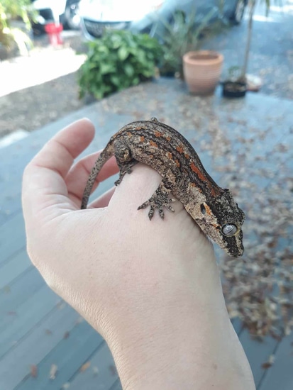 Yellow Super Stripe With Partial Orange Stripe Gargoyle Gecko by Eye ...