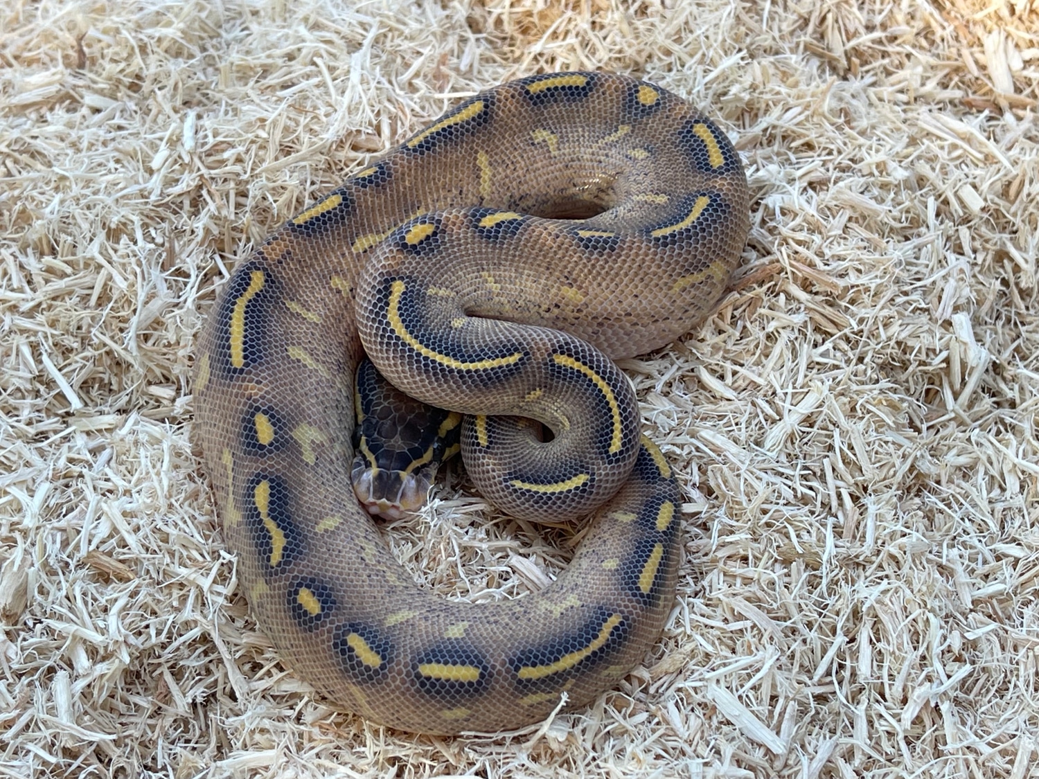 Highway Ball Python by Matthew Wynn - MorphMarket