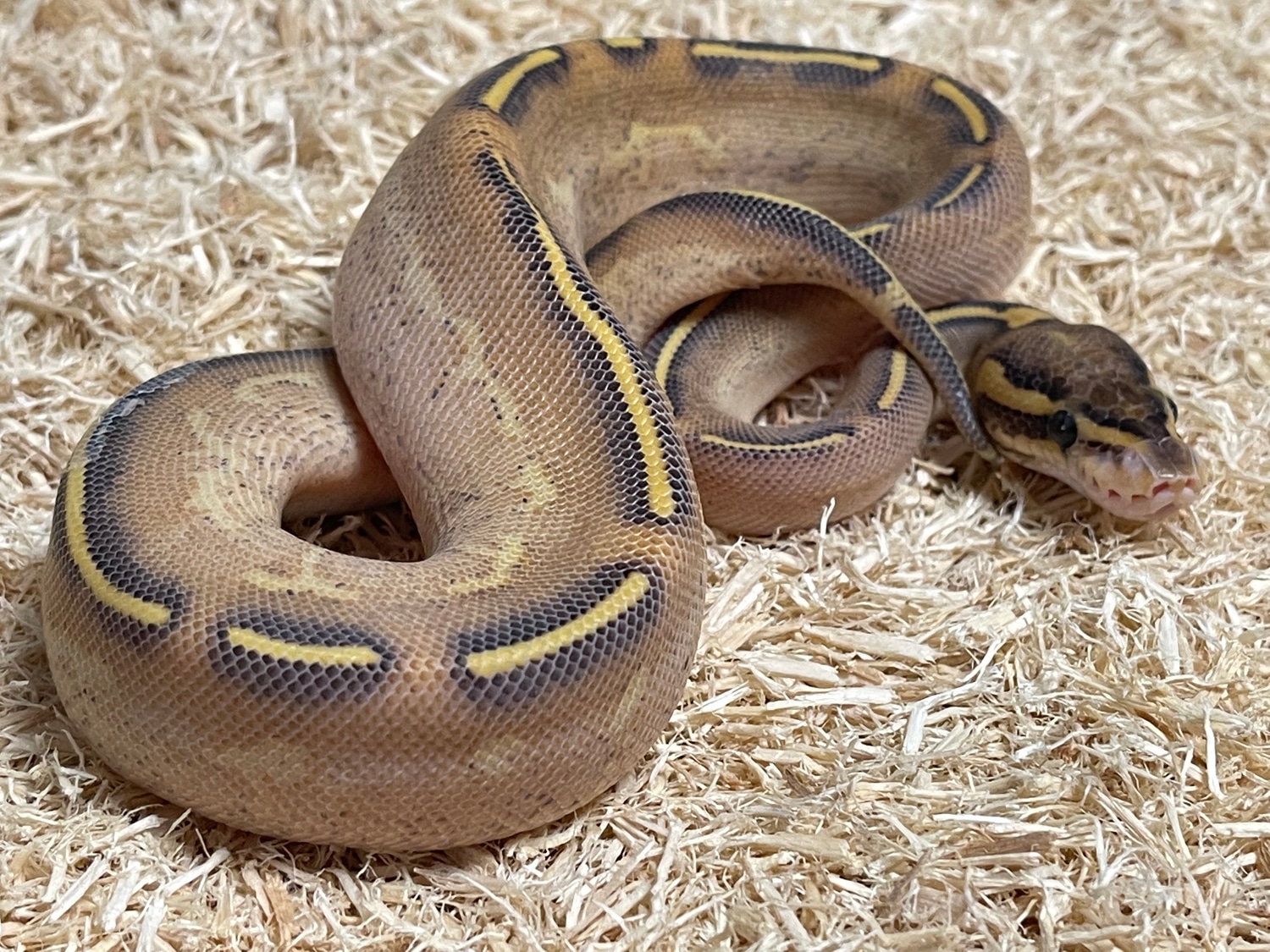 Highway Ball Python by Matthew Wynn - MorphMarket