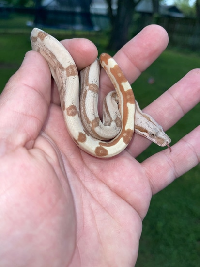Fire Paraglow Boa Constrictor by Matthew Wynn