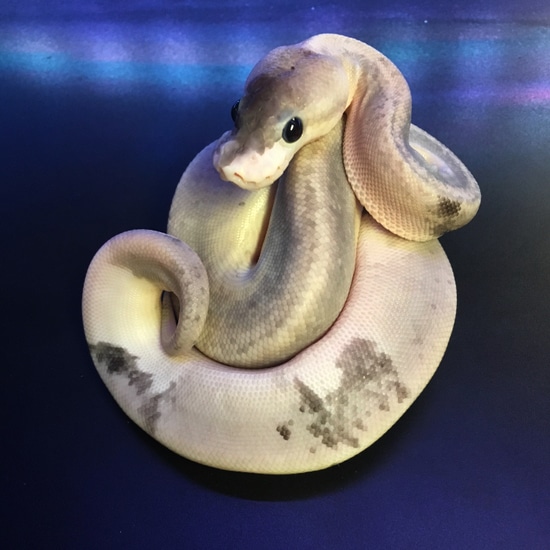 Urban Camo/ 8 Ball Camo Ball Python by Brotherhood Snakes