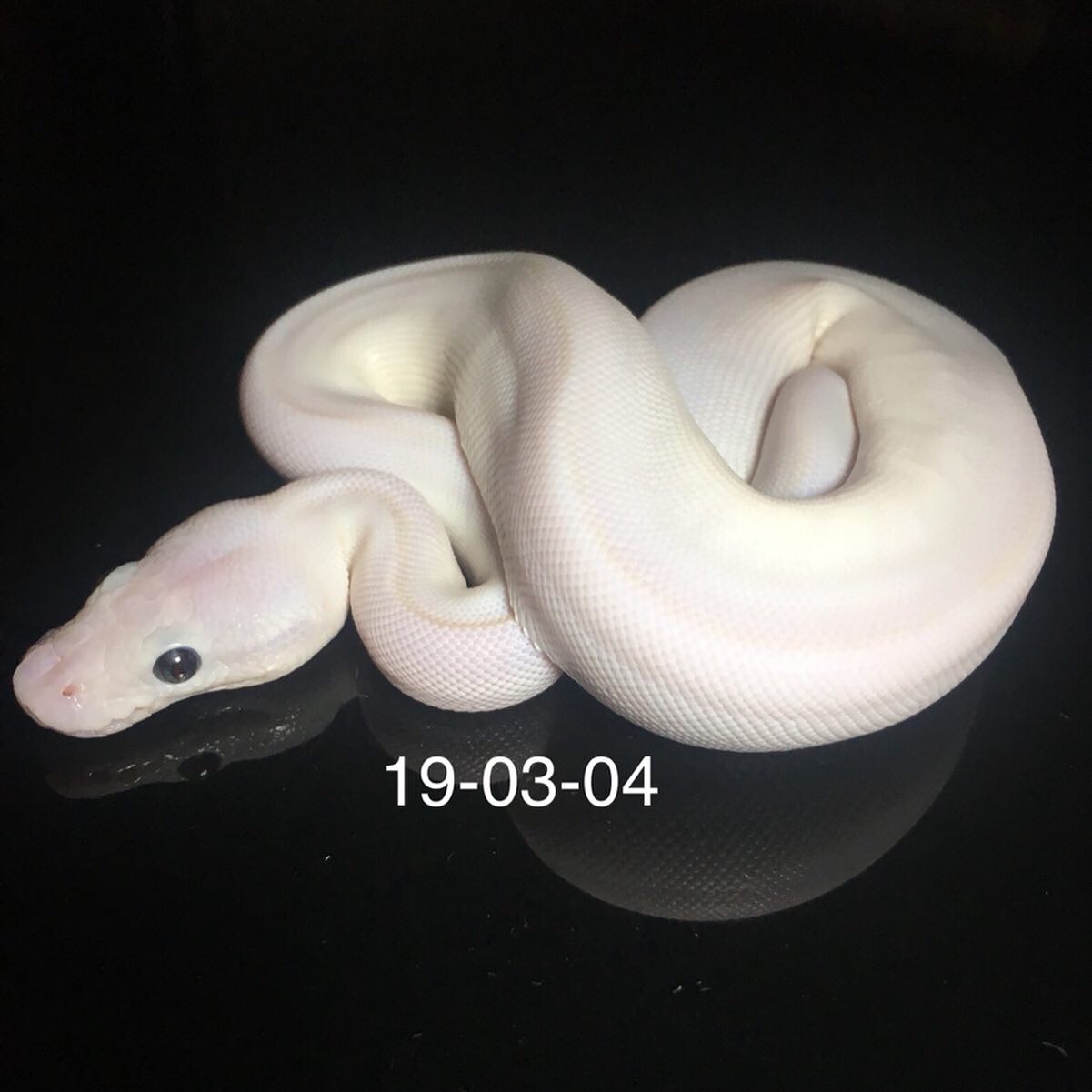 Blue Eyed Lucy Ball Python by Brotherhood Snakes - MorphMarket