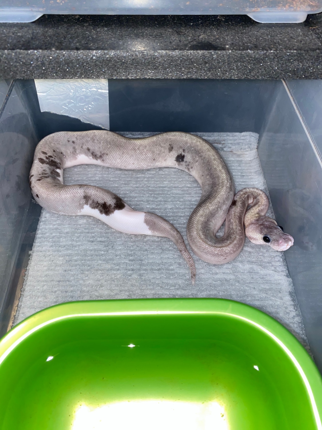 Urban Camo Ball Python by Brotherhood Snakes - MorphMarket