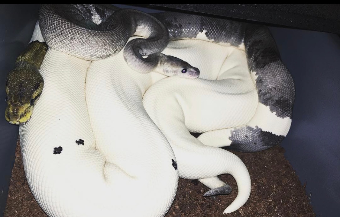 Urban Camo Ball Python by Brotherhood Snakes - MorphMarket