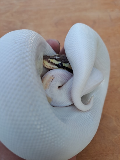 Firefly Enchi Pied Ball Python by My Balls Exotic Ball Pythons