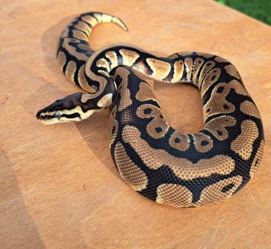 OD Fire Ball Python by My Balls Exotic Ball Pythons