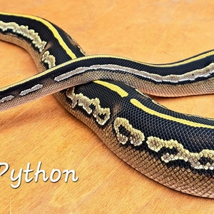 My Balls Exotic Ball Pythons - MorphMarket