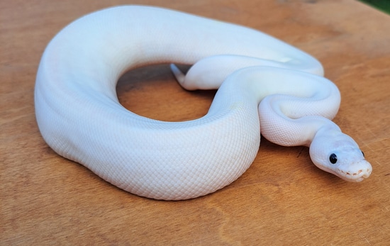 Supper Lesser Ball Python by My Balls Exotic Ball Pythons