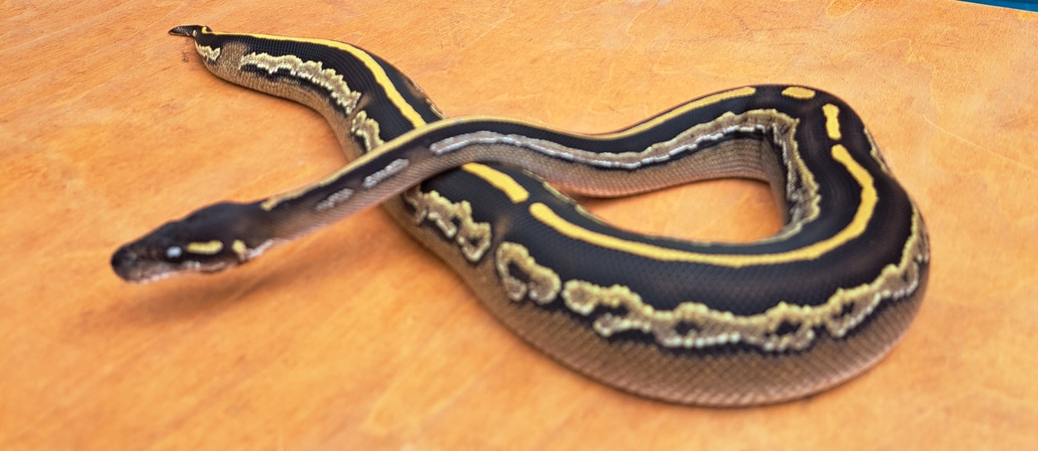 Mojave Blackhead Pied Ball Python by My Balls Exotic Ball Pythons ...
