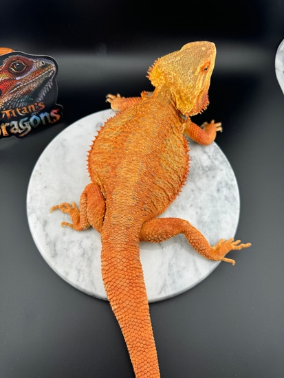 Orange Hypo Central Bearded Dragon by Titan’s Dragons