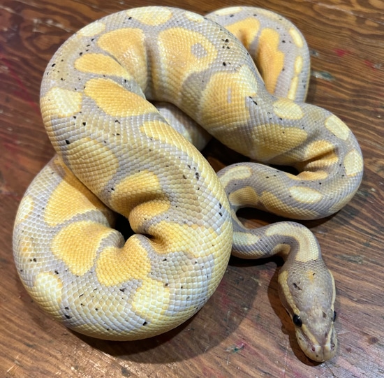 Banana Ball Python by Myers8reptiles