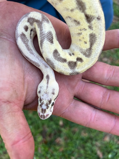 Super Pastel Leopard Ball Python by Myers8reptiles