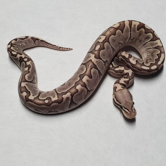 Bamboo Fire Ball Python by My Exotic Balls