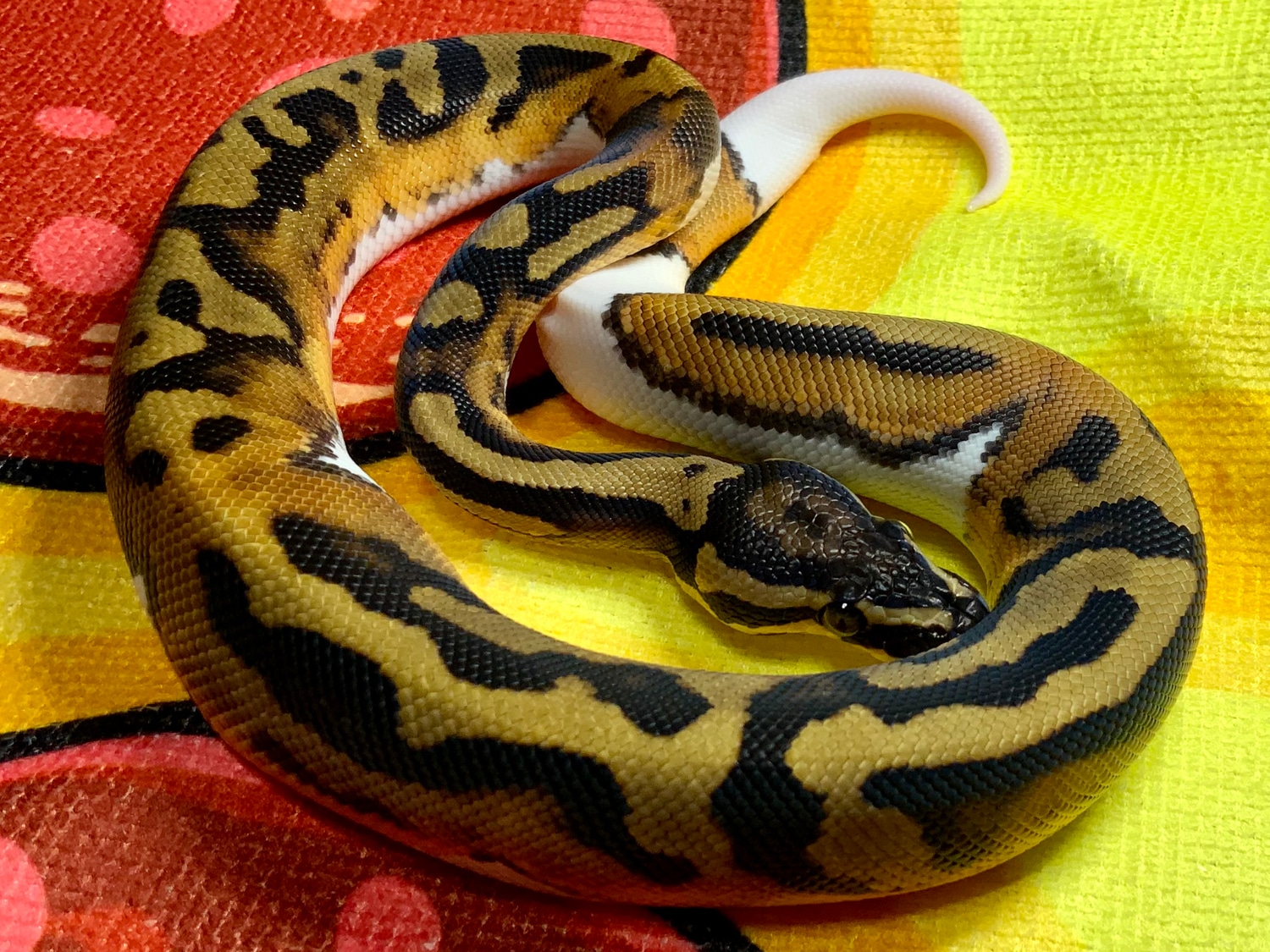 Leopard Piedbald (Jack-0-Lantern Emoji) Ball Python by Slither Sity ...