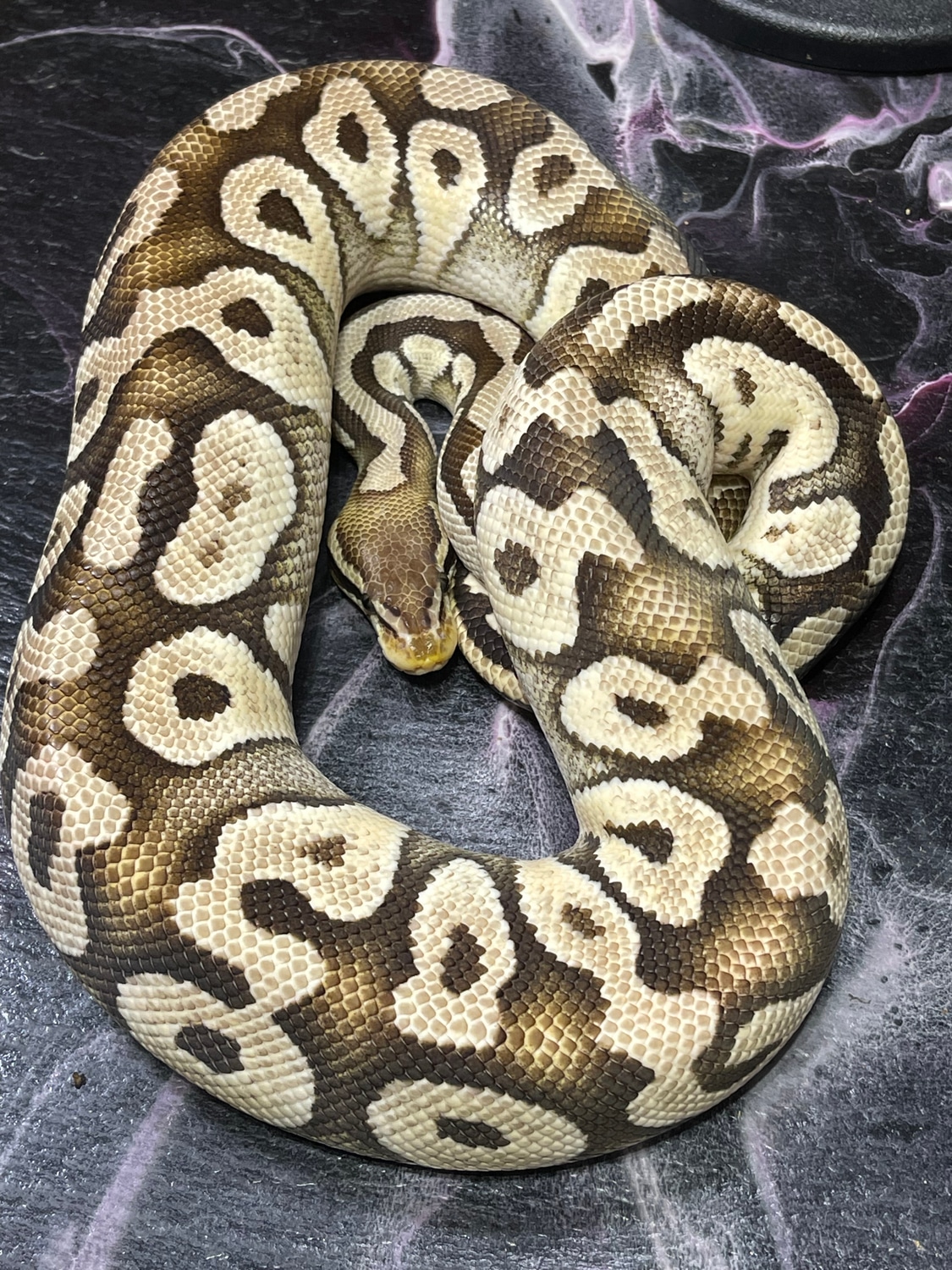 Pastave Het Desert Ghost (RTB) Ball Python by Slither Sity, 2nd to None ...