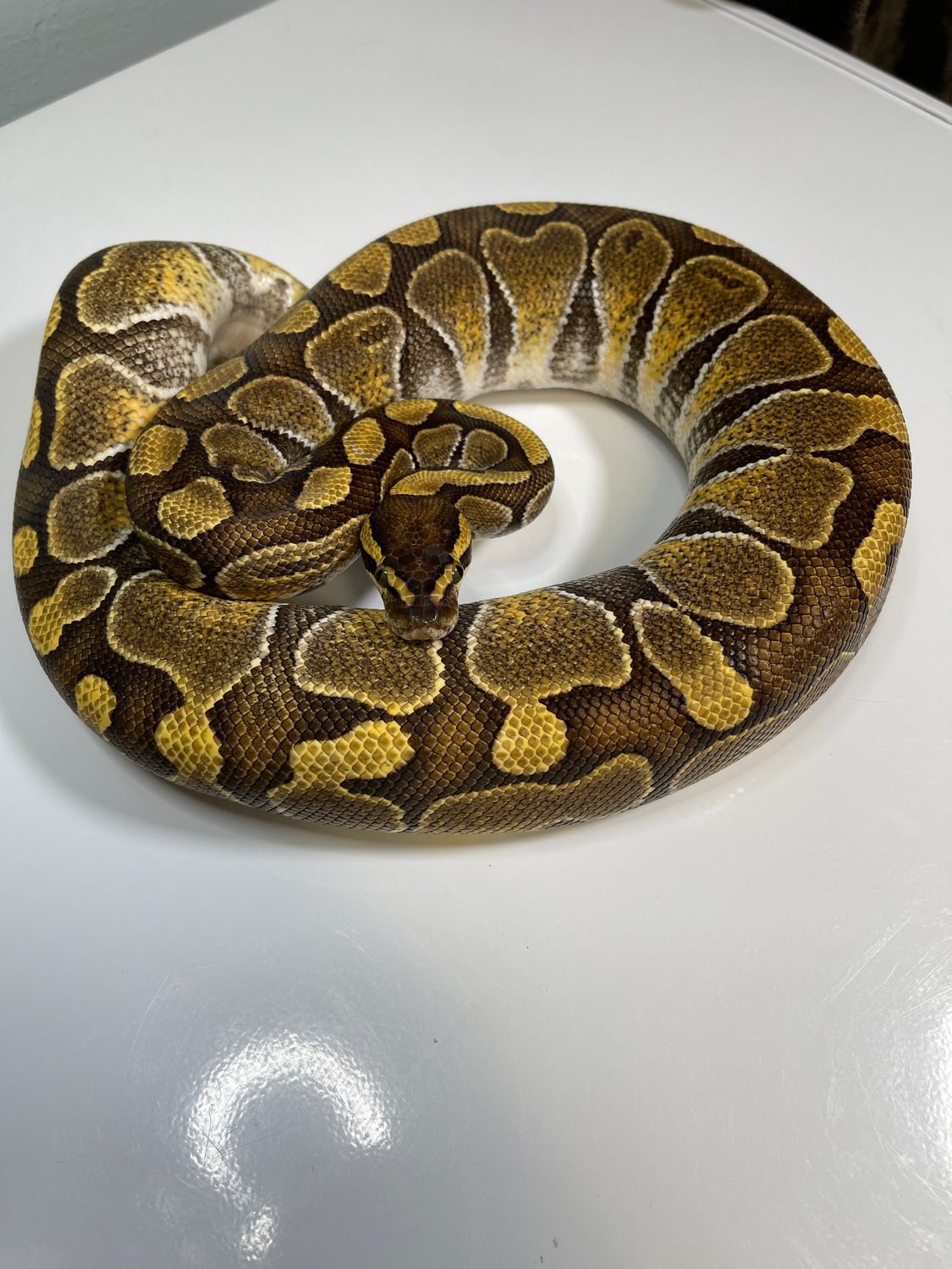 Russo Enchi (RTB) Ball Python by Slither Sity, 2nd to None Pets ...