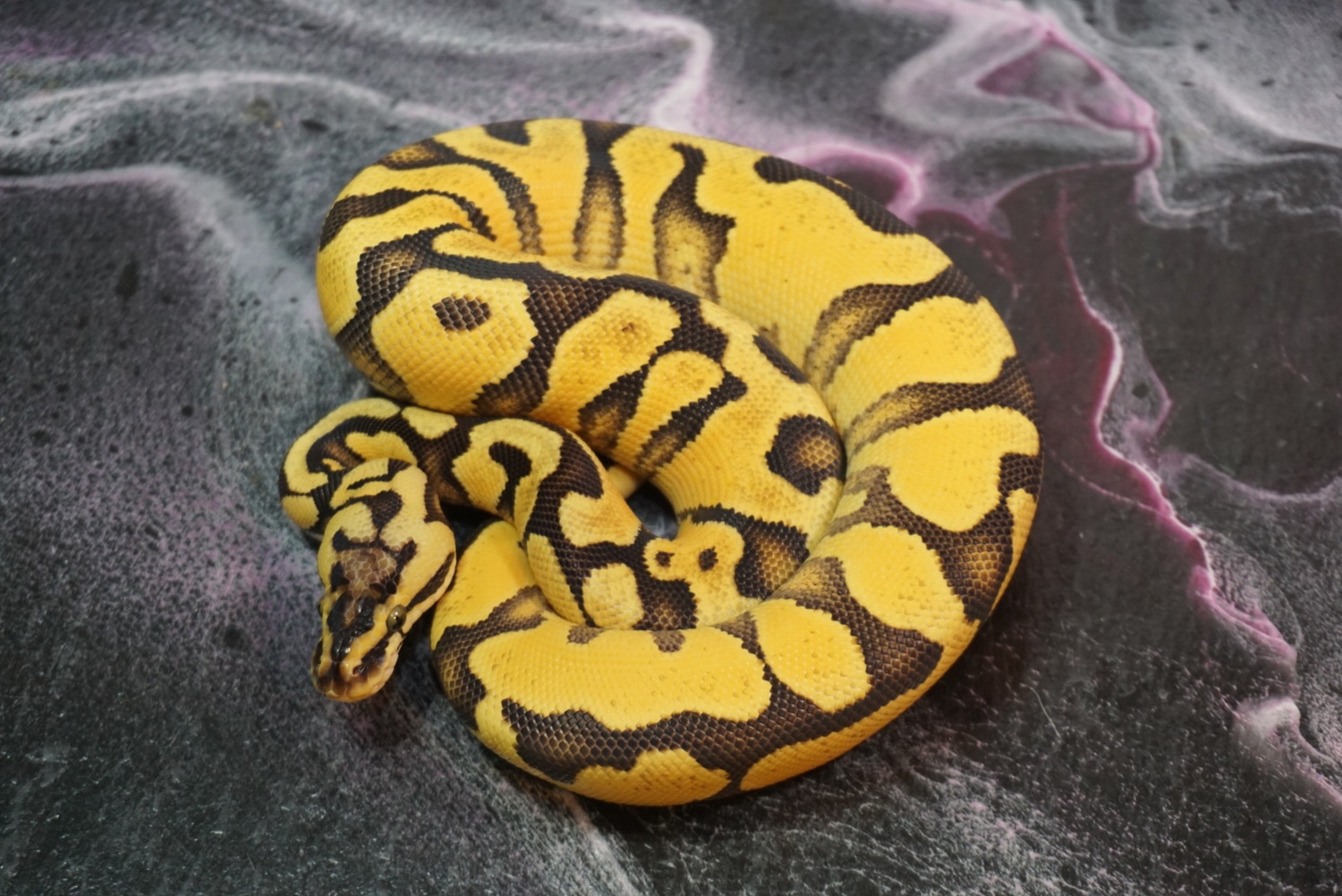 Pastel Orange Dream Enchi YB (Poss. Fire) Het Clown Ball Python by ...