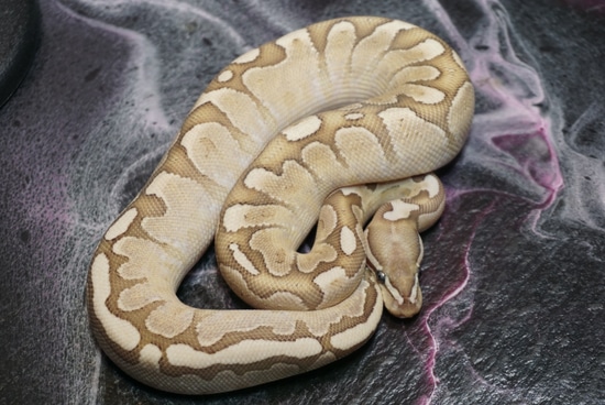 Bamboo YB Fire Ball Python by Slither Sity, 2nd to None Pets