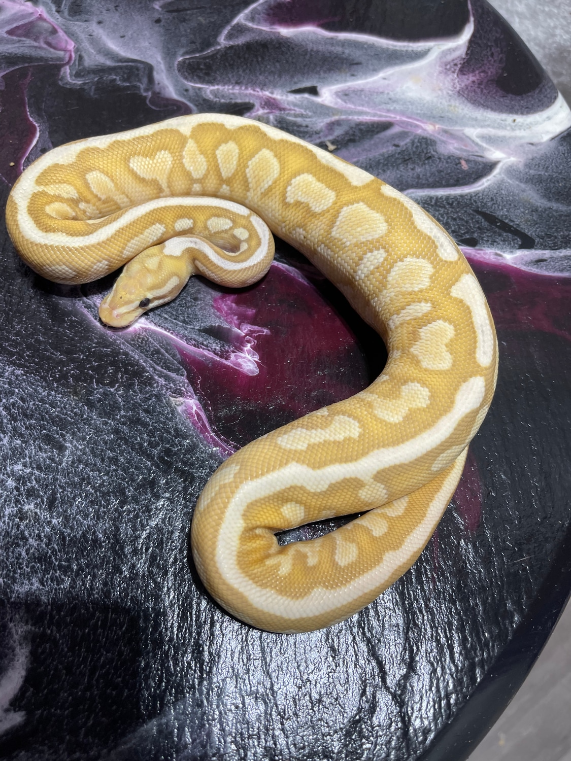 Banana Spotnose Lesser Spector/Yellow Belly Ball Python by Slither Sity ...