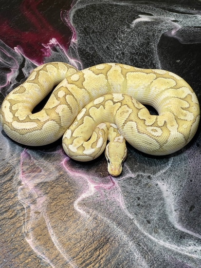 Bamboo, Yellow Belly, Pastel, Disco Or Fire Ball Python by Slither Sity ...