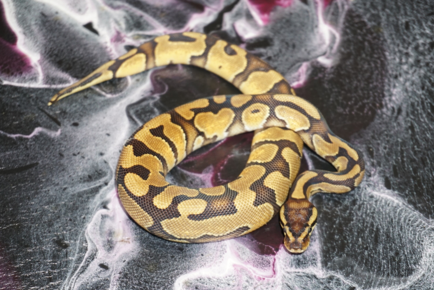 Enchi Het. Axanthic VPI Ball Python by Slither Sity - MorphMarket
