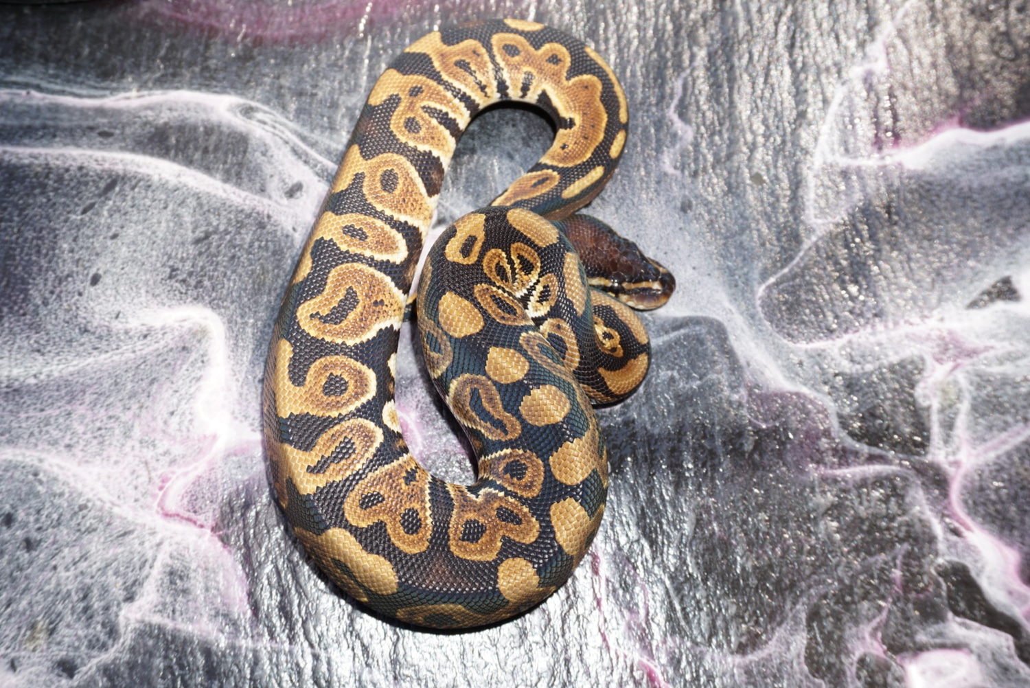 2022 Huffman 50% Het OG Ball Python by Slither Sity, 2nd to None Pets ...