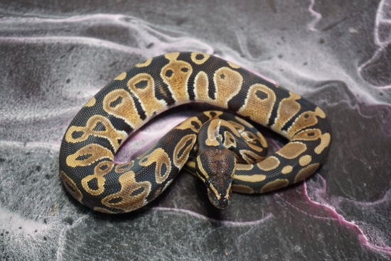 22 Normal Poss Brite Ball Python by Slither Sity, 2nd to None Pets