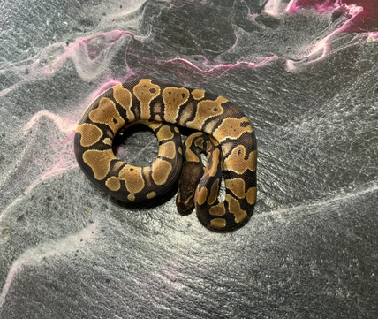 22 OD Clown (Shipping Included) Ball Python by Slither Sity - MorphMarket