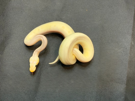22 Super Pastel Vanilla Spider (Probable Mocha) Clown Ball Python by ...