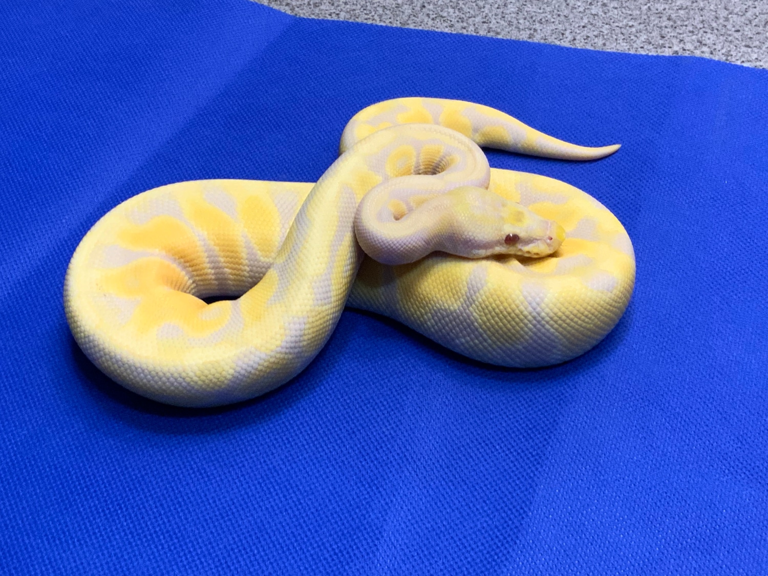 Pastel Enchi Toffino 50% Het Clown (Shipping Included) Ball Python by ...