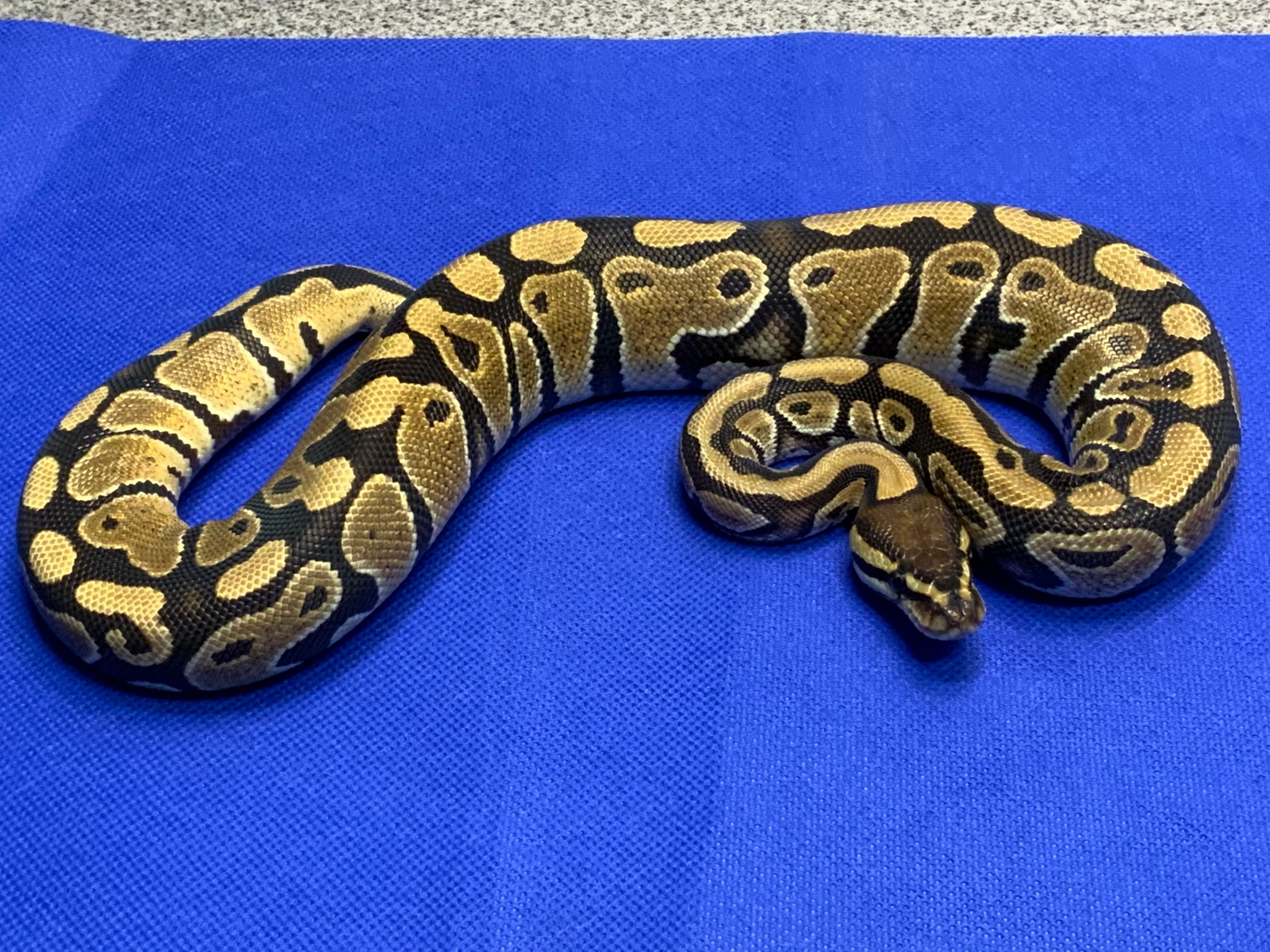 Normal Het Albino 50% Het Clown (Shipping Included) Ball Python by ...