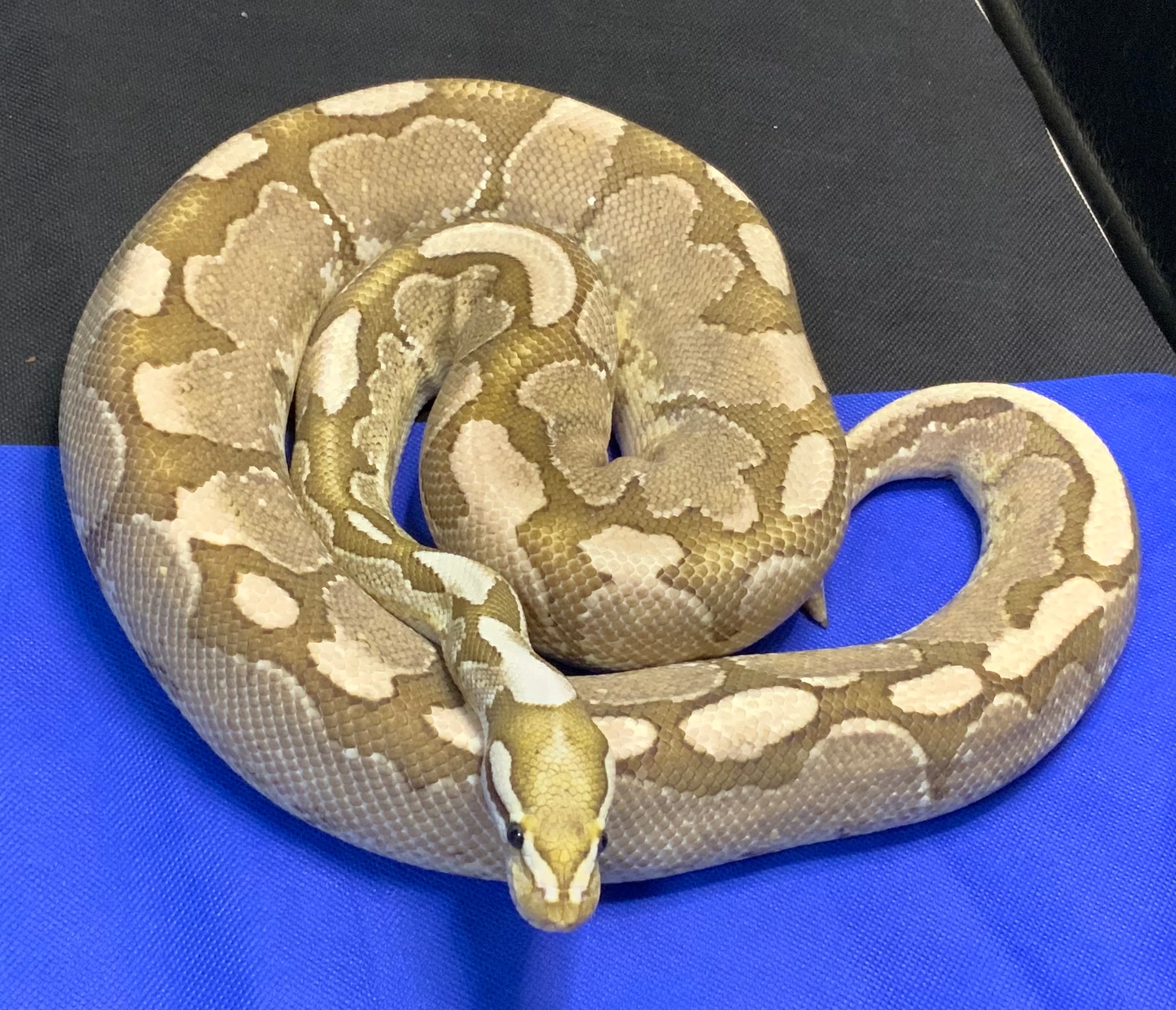 Bamboo Fire Yellow Belly (Shipping Included) Ball Python by Slither ...