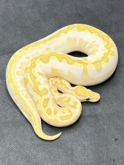 Pastel Bamboo YB Calico Enchi Het Clown Ball Python by Slither Sity ...