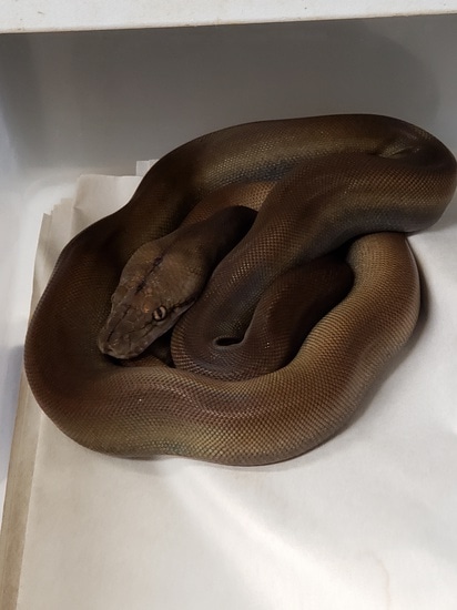 GCT Motley Titanium Reticulated Python by Myophidiophobia - MorphMarket