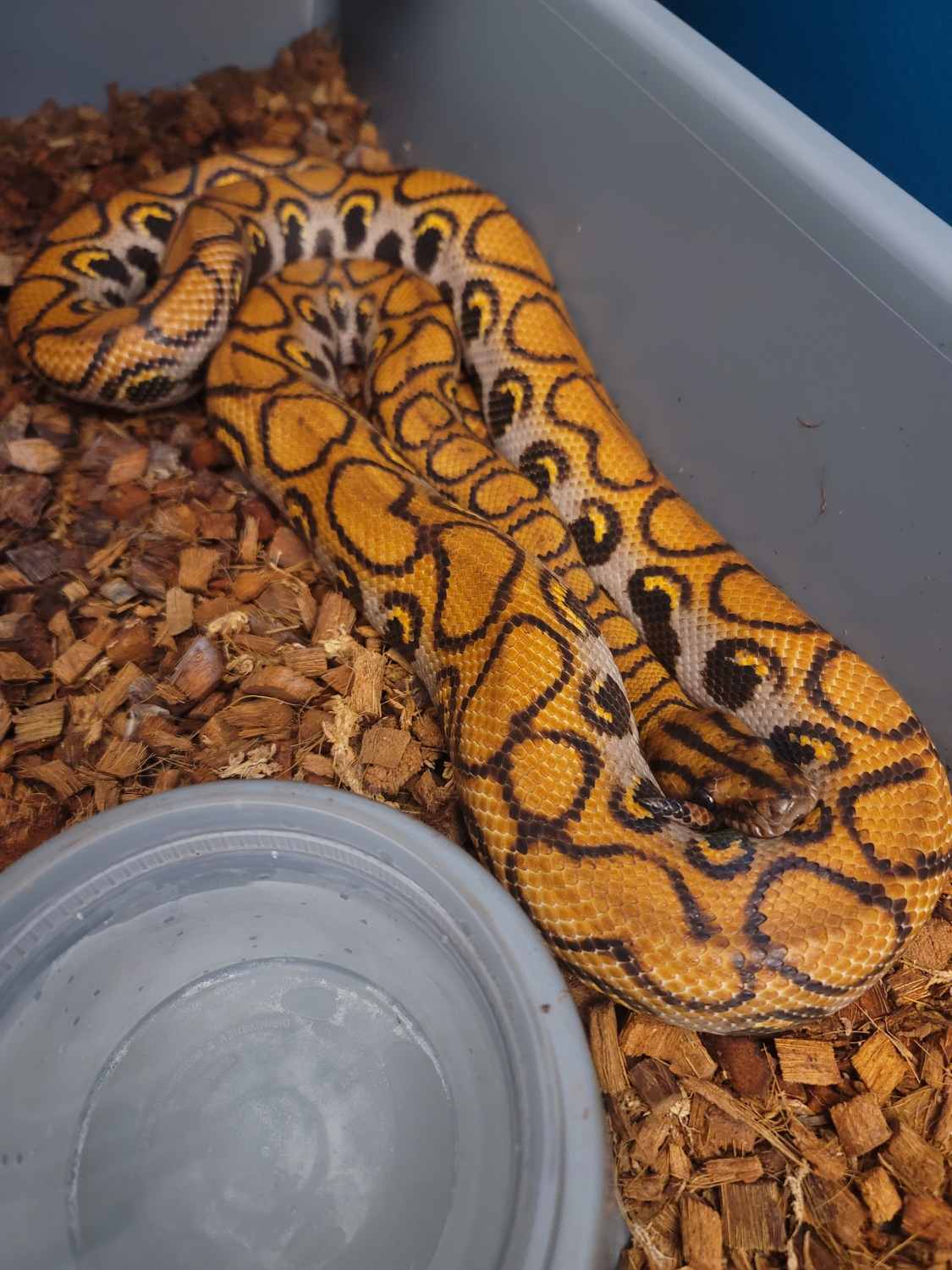 High Orange Adult Male BRB (Proven Breeder) Brazilian Rainbow Boa by ...
