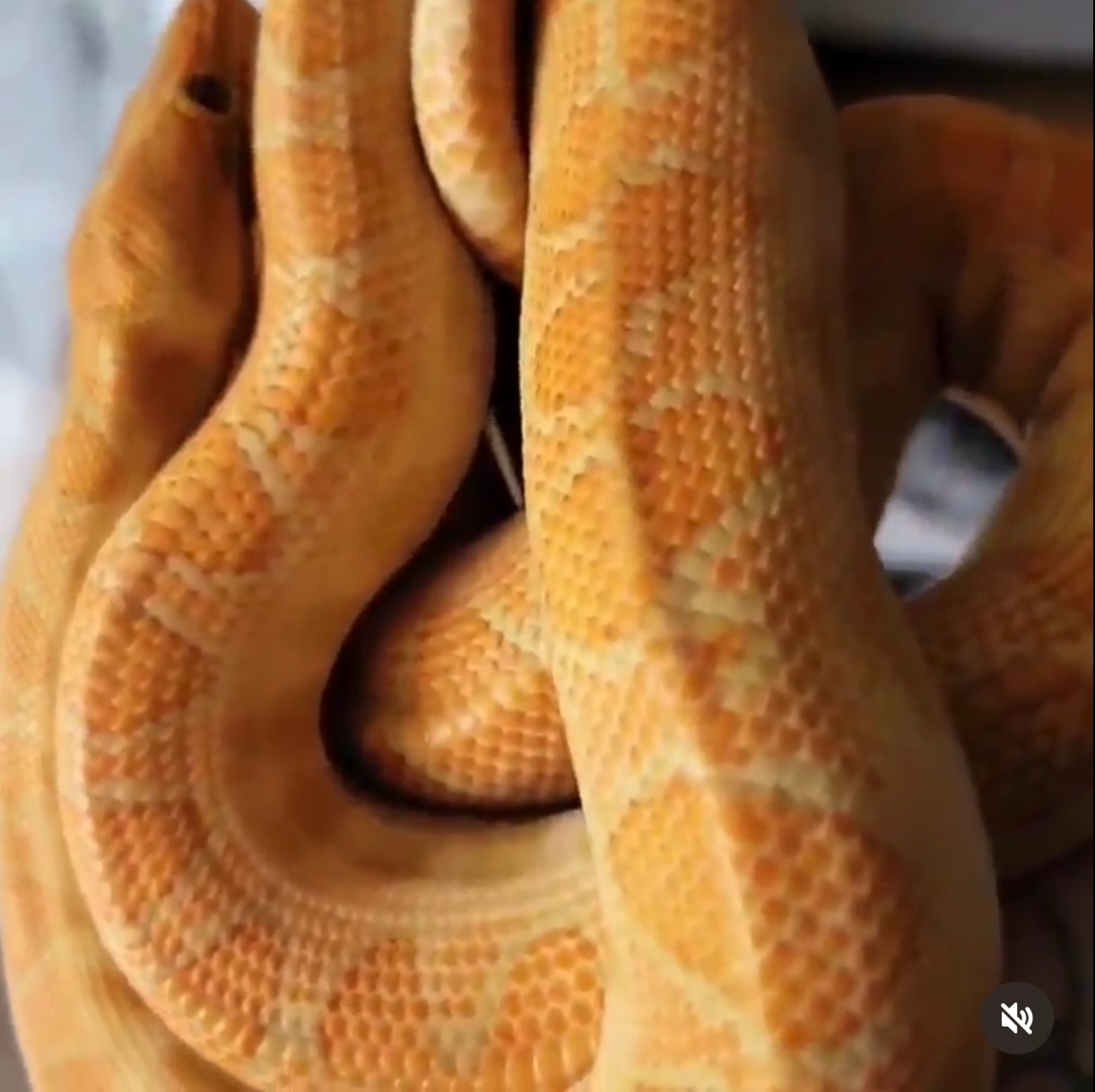 T+ Caramel Albino BRB Brazilian Rainbow Boa by MyRainbowBalls - MorphMarket
