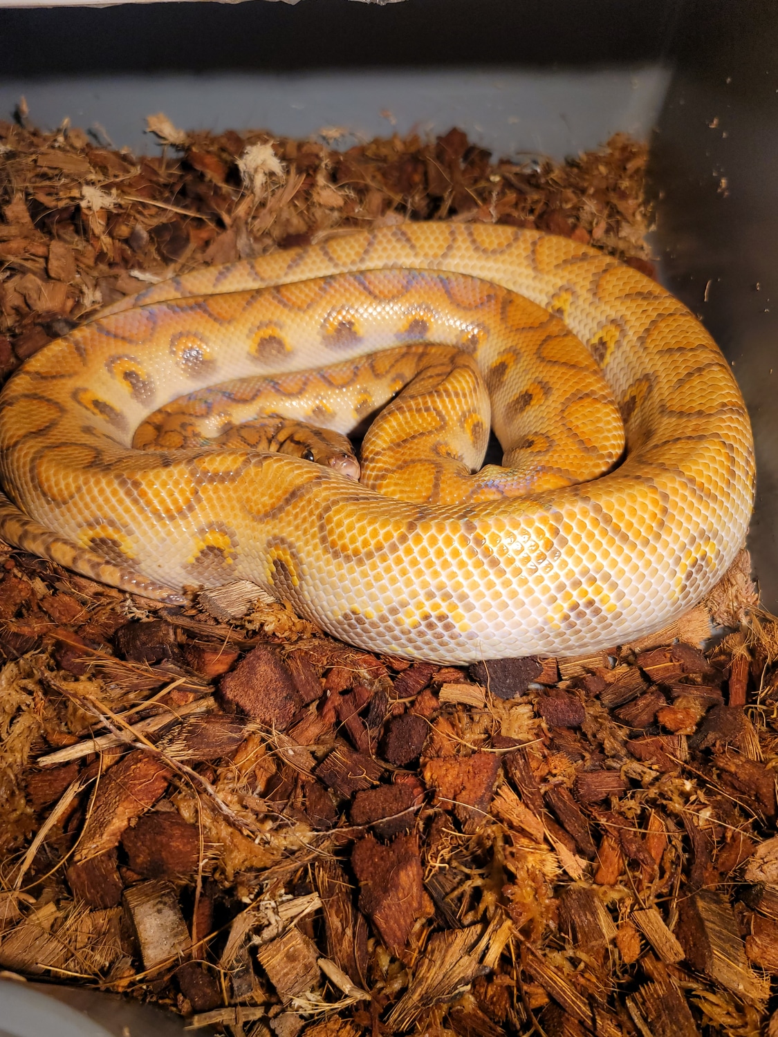 Hypo (Lockwood) BRB - High Color Brazilian Rainbow Boa by ...