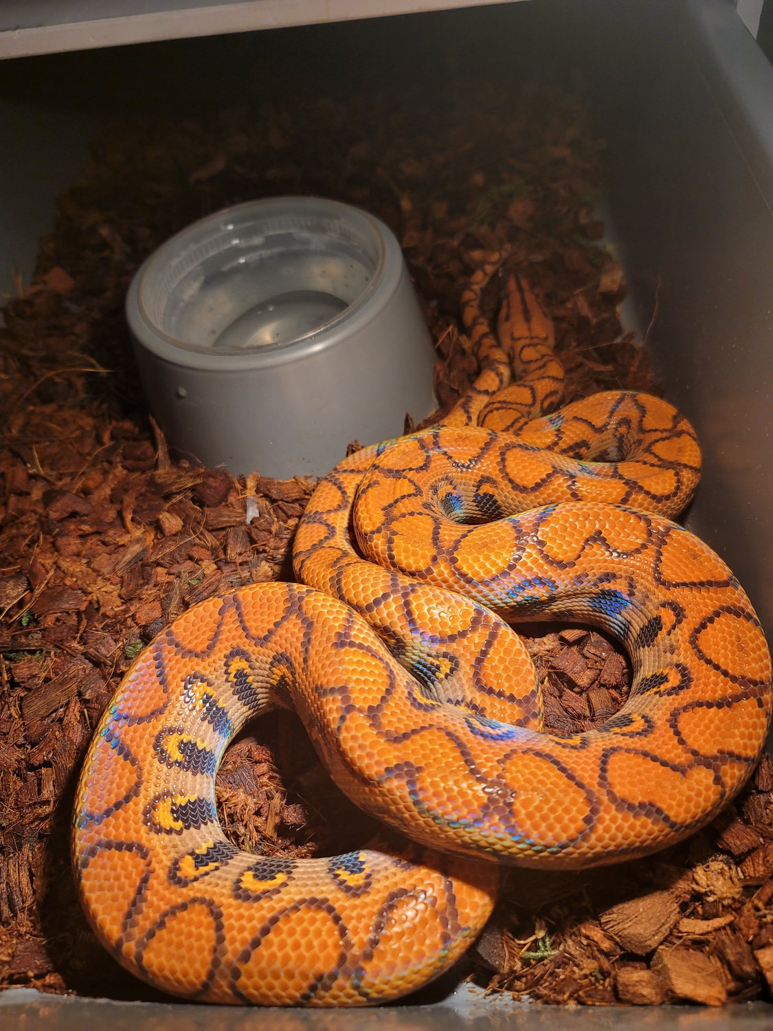 High Colored Breeder Brazilian Rainbow Boa by MyRainbowBalls - MorphMarket