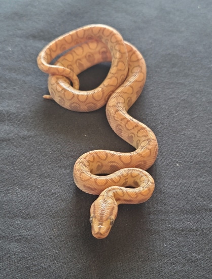 T+ Caramel Albino BRB Brazilian Rainbow Boa by MyRainbowBalls